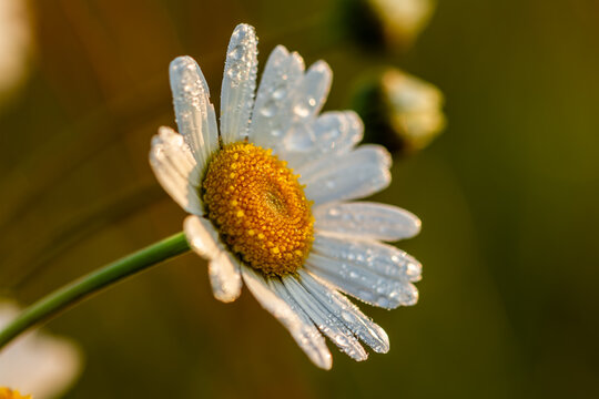 Margueritte Bilder – Durchsuchen 341 Archivfotos, Vektorgrafiken und ...