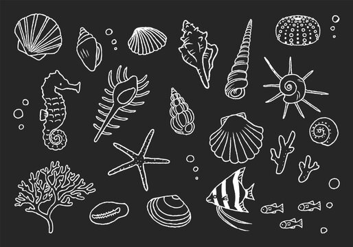 「貝殻」の写真素材 | 1,419,833件の無料イラスト画像 | Adobe Stock