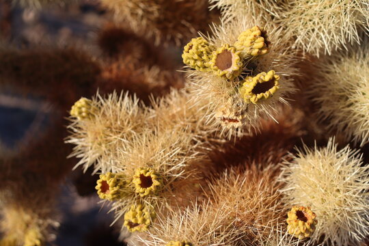 Teddy Bear Cholla Injury