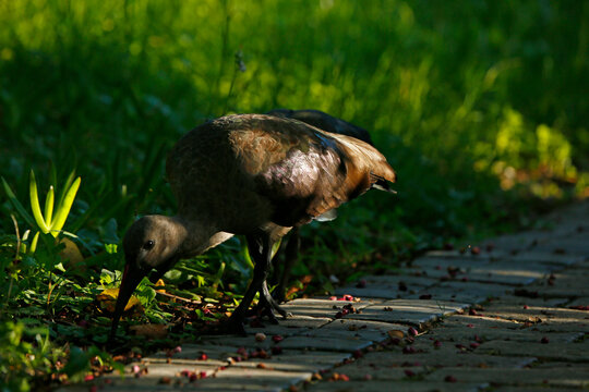 「Hadeda」の写真素材 | 777件の無料イラスト画像 | Adobe Stock