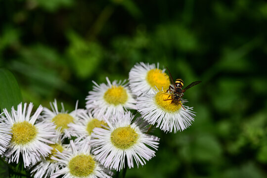 黒褐色 Images – Browse 572 Stock Photos, Vectors, and Video | Adobe Stock