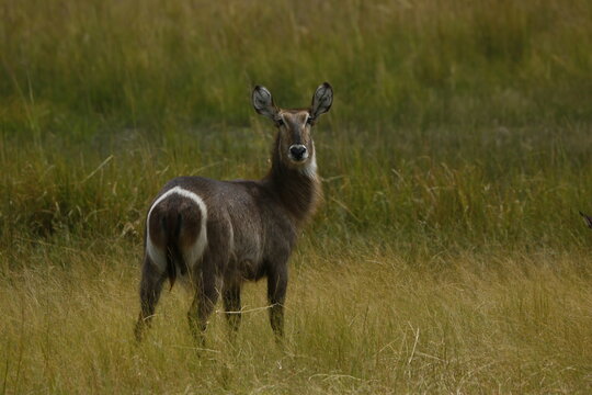 Waterbok Bilder – Durchsuchen 12,024 Archivfotos, Vektorgrafiken und ...