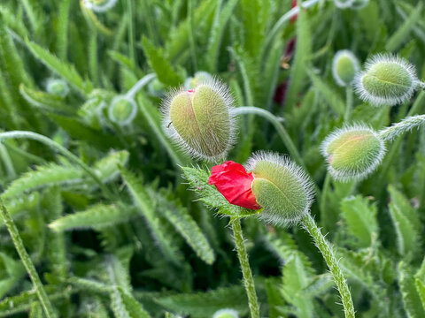 Types Of Flower Buds