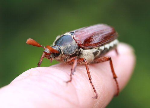 "May Bug" Bilder – Durchsuchen 11,097 Archivfotos, Vektorgrafiken und ...