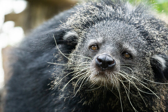 รูปภาพBearcat – เลือกดูภาพถ่ายสต็อก เวกเตอร์ และวิดีโอ2,164 | Adobe Stock