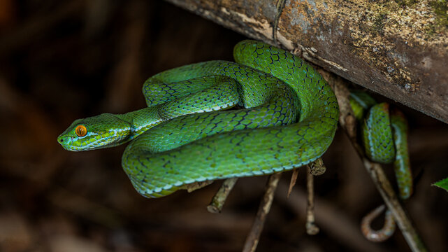 Green Viper