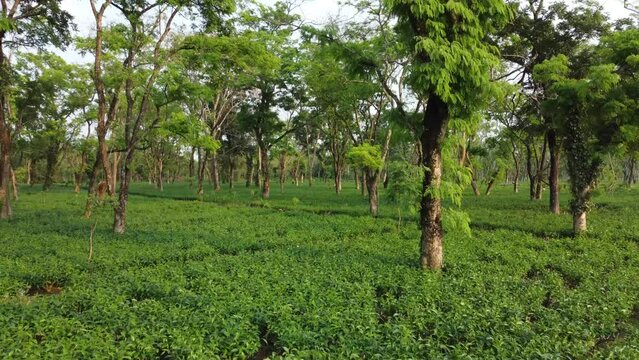 "Assam Tea" Images – Browse 748 Stock Photos, Vectors, and Video ...