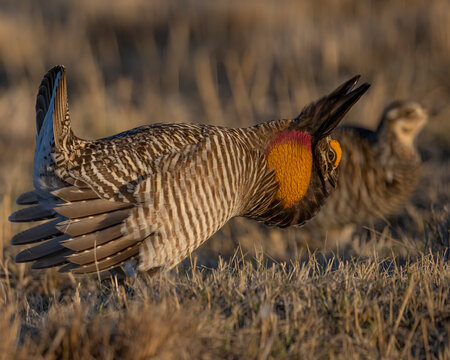 "Prairie Chicken" Images – Browse 463 Stock Photos, Vectors, and Video ...