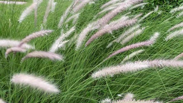 "Cogon Grass" Images – Browse 14,525 Stock Photos, Vectors, and Video ...