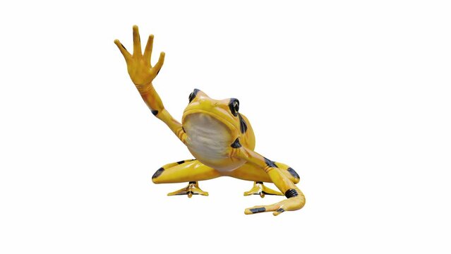 Panamanian Golden Frog Waving