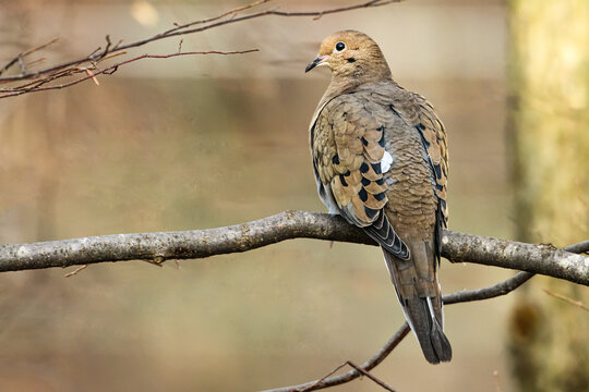 "Morning Dove" Images – Browse 3,380 Stock Photos, Vectors, and Video ...