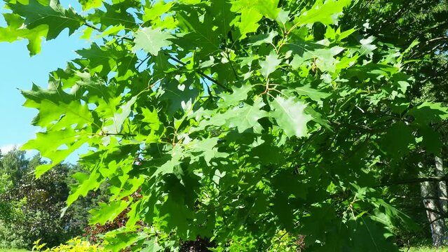 "Beech Family" Images – Browse 9,363 Stock Photos, Vectors, and Video ...