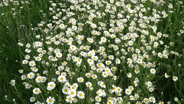 Kamilla Images – Browse 462 Stock Photos, Vectors, and Video | Adobe Stock