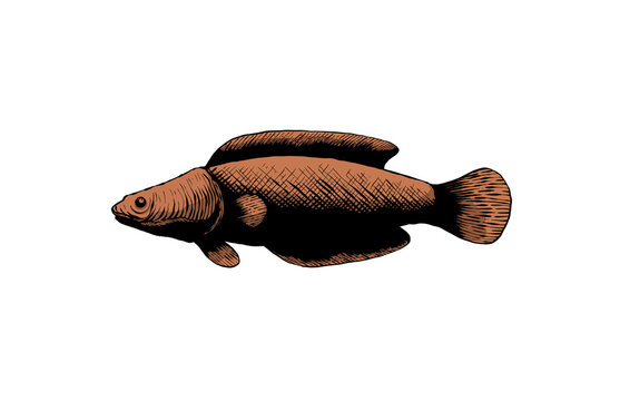 Channa Striata Drawing