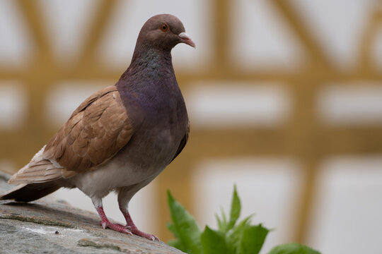 Imágenes de "Bamberger: descubre bancos de fotos, ilustraciones, vectores y vídeos de 1,456 ...