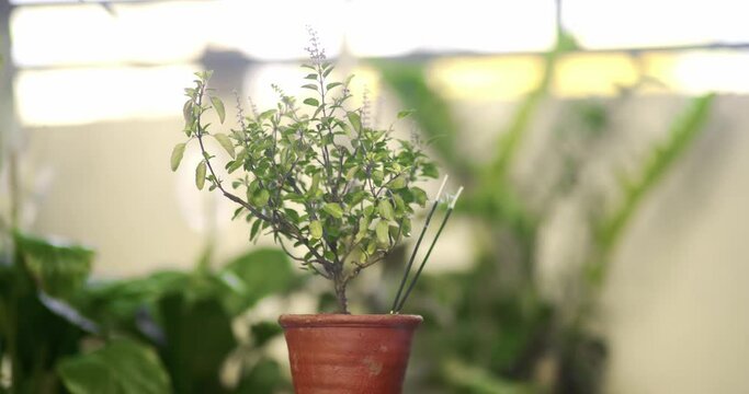 รูปภาพTulasi – เลือกดูภาพถ่ายสต็อก เวกเตอร์ และวิดีโอ1,256 | Adobe Stock