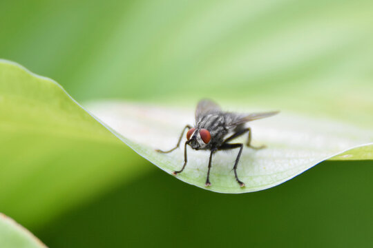 House-Fly Billeder – Gennemse 21,960 stockfotos, vektorer og videoer ...