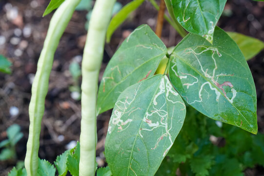 "Leguminous Plants" Images – Browse 190 Stock Photos, Vectors, and ...