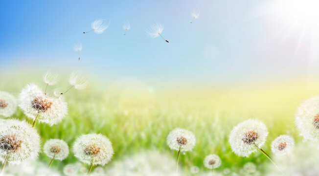 Pusteblumenwiese Bilder – Durchsuchen 9,160 Archivfotos, Vektorgrafiken ...