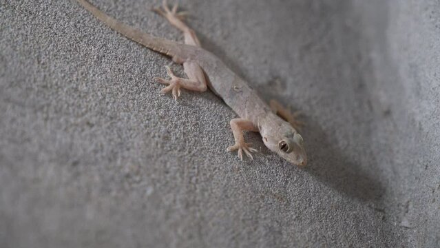 "House Lizard" Images – Browse 1,018 Stock Photos, Vectors, and Video ...