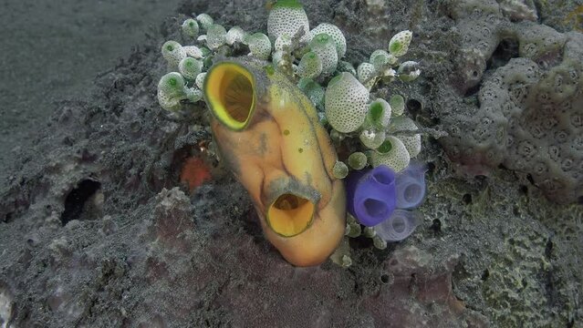 รูปภาพTunicates – เลือกดูภาพถ่ายสต็อก เวกเตอร์ และวิดีโอ3,191 | Adobe Stock