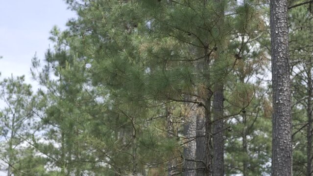 "Pond Pine" Images – Browse 257 Stock Photos, Vectors, and Video ...