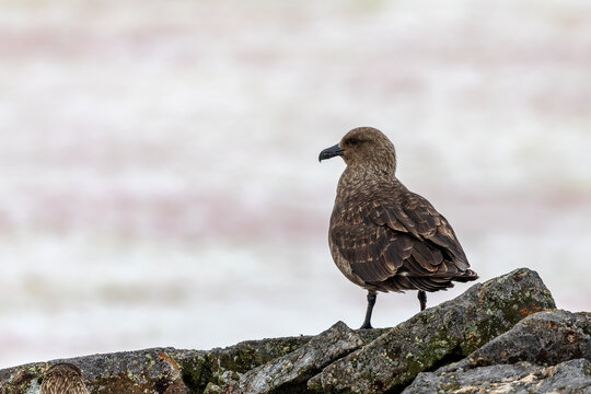 Brown Skua"」の写真素材 | 618件の無料イラスト画像 | Adobe Stock