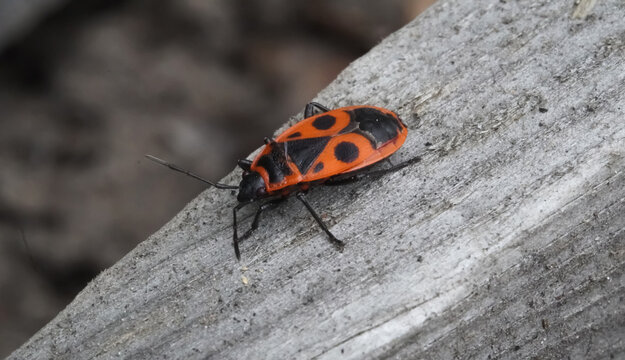 "Fire Bug" Images – Browse 476 Stock Photos, Vectors, and Video | Adobe ...