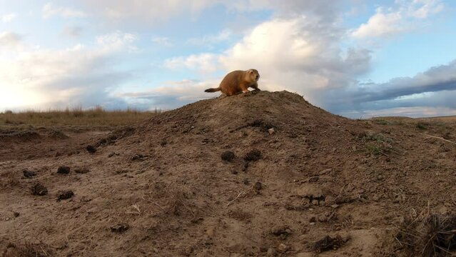 Prairie-Dog Bilder – Durchsuchen 31,499 Archivfotos, Vektorgrafiken und ...