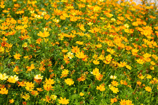 "Yellow Cosmos" Images – Browse 10,836 Stock Photos, Vectors, and Video ...