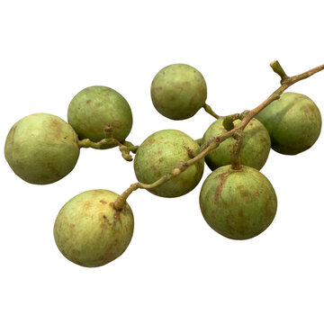 Kinnip Bilder – Durchsuchen 3,314 Archivfotos, Vektorgrafiken und ...