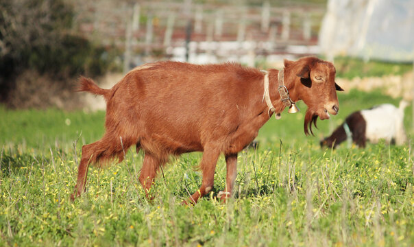 Imagens de Bode – Explore Fotografias do Stock, Vetores e Vídeos de ...