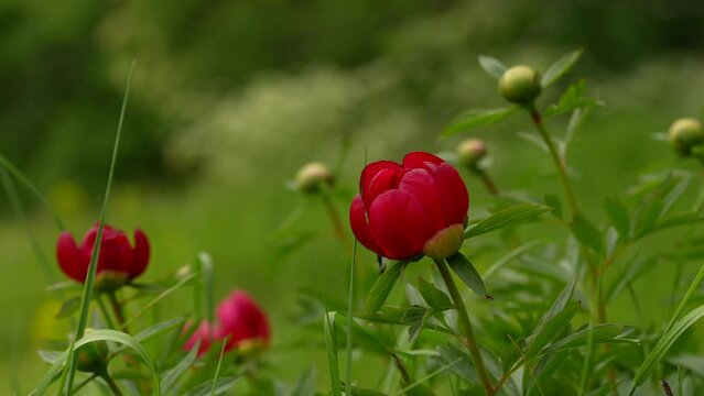 "Wild Peony" Images – Browse 1,201 Stock Photos, Vectors, and Video ...