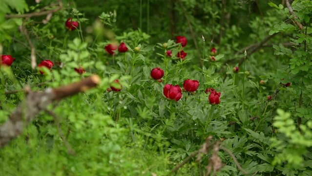 "Wild Peony" Images – Browse 1,020 Stock Photos, Vectors, and Video ...