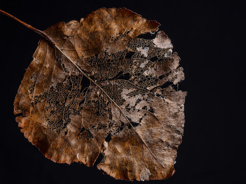 "Old Leaf" Images – Browse 386 Stock Photos, Vectors, and Video | Adobe ...