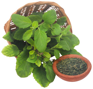 รูปภาพTulasi – เลือกดูภาพถ่ายสต็อก เวกเตอร์ และวิดีโอ1,256 | Adobe Stock