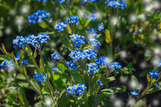 Forget-Me-Not Branch Images – Browse 8,058 Stock Photos, Vectors, and ...