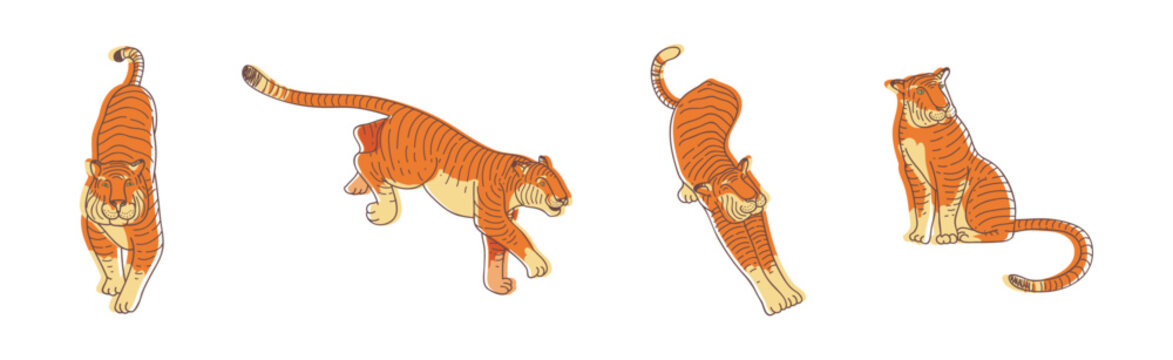 Tiger Stretch Bilder – Durchsuchen 864 Archivfotos, Vektorgrafiken und ...
