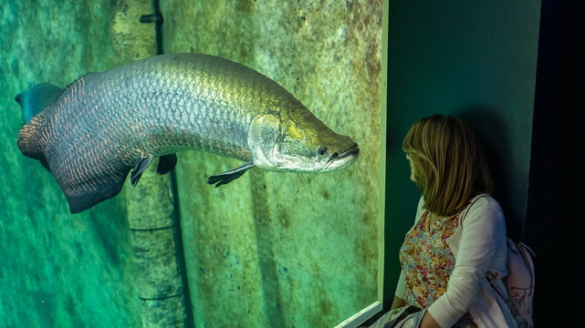 รูปภาพSheat-Fish – เลือกดูภาพถ่ายสต็อก เวกเตอร์ และวิดีโอ1,958 | Adobe ...