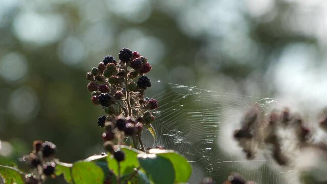 "Wild Blackberries" Images – Browse 237 Stock Photos, Vectors, and ...