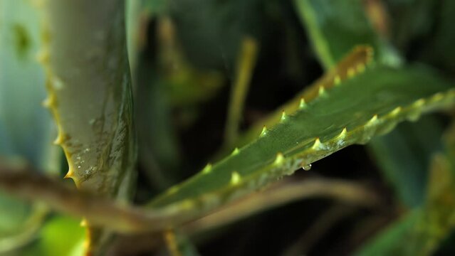 "Plano Cerrado" Bilder – Durchsuchen 165 Archivfotos, Vektorgrafiken ...