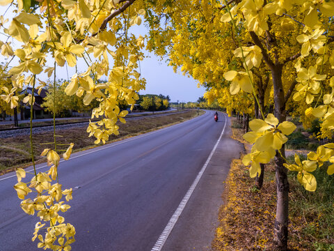 Kanikkonna bilder – Bläddra bland 10,861 stockfoton, vektorer och ...