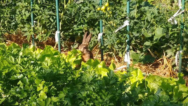 "Young Hare"-Bilder: Stock-Fotos & -Videos. | Adobe Stock