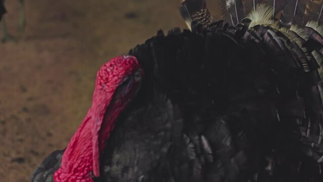 Pompous Bilder – Durchsuchen 4,083 Archivfotos, Vektorgrafiken und ...