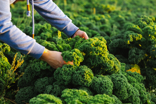 Syngamy Bilder – Durchsuchen 107,745 Archivfotos, Vektorgrafiken und ...