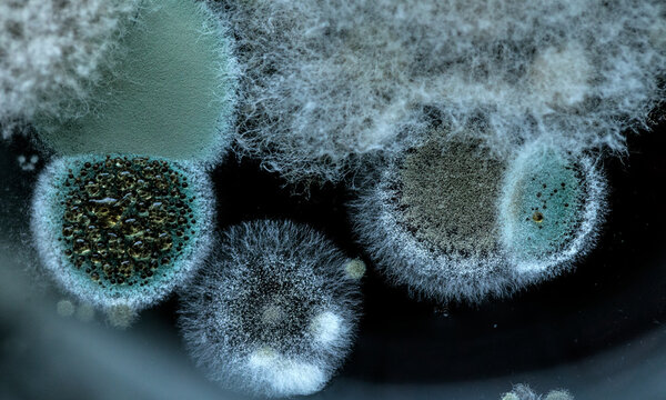 Mould Images – Browse 746,231 Stock Photos, Vectors, and Video | Adobe ...