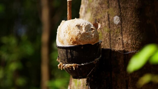 "Natural Rubber" Images – Browse 41,539 Stock Photos, Vectors, and ...