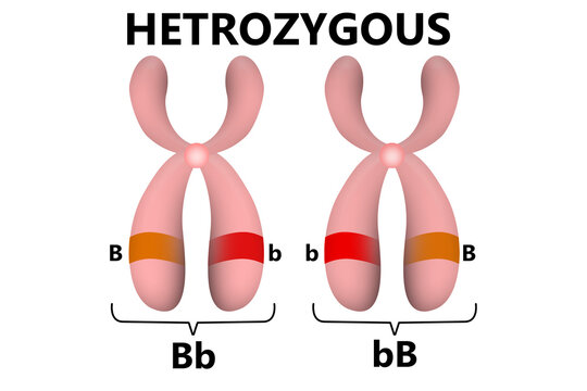 Heterozygous Definition