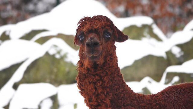 Alpacas Video Footage – Browse 3,962 HD Stock Video and Footage | Adobe ...