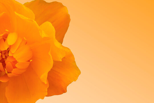 Rabatten bilder – Bläddra bland 479,427 stockfoton, vektorer och videor ...